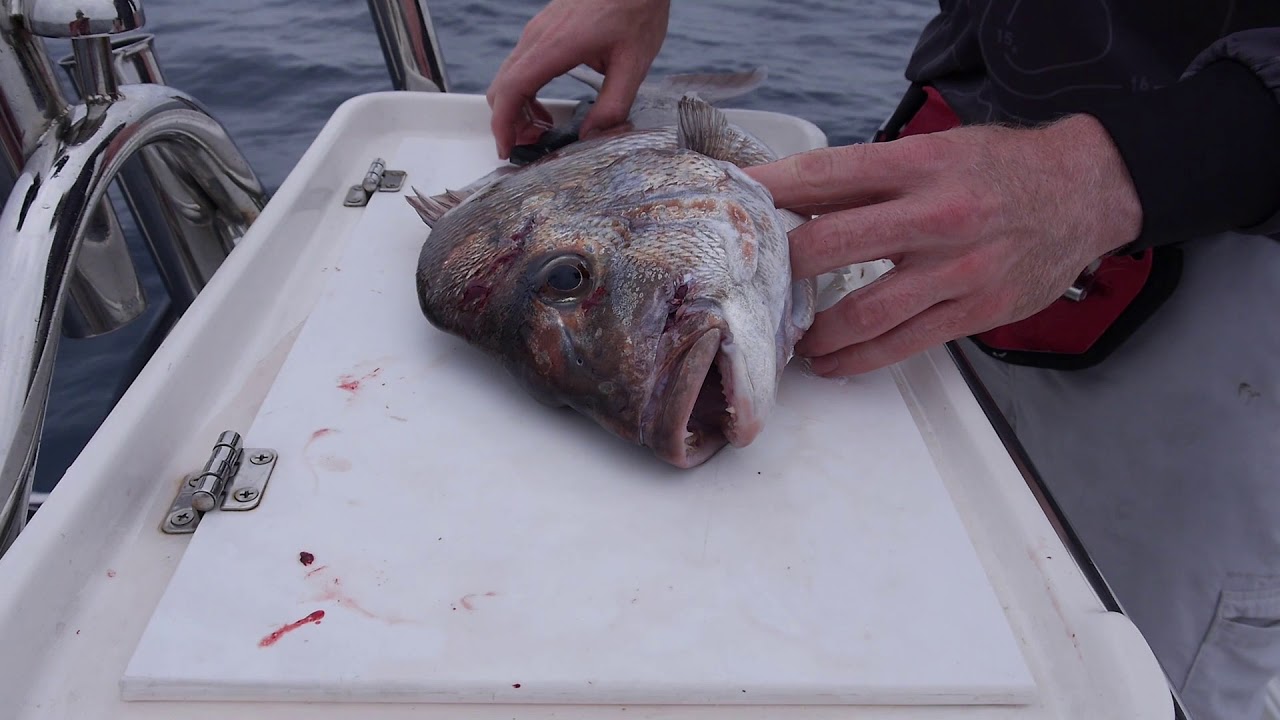 How to humanely dispatch & bleed fish | Fisho App - YouTube