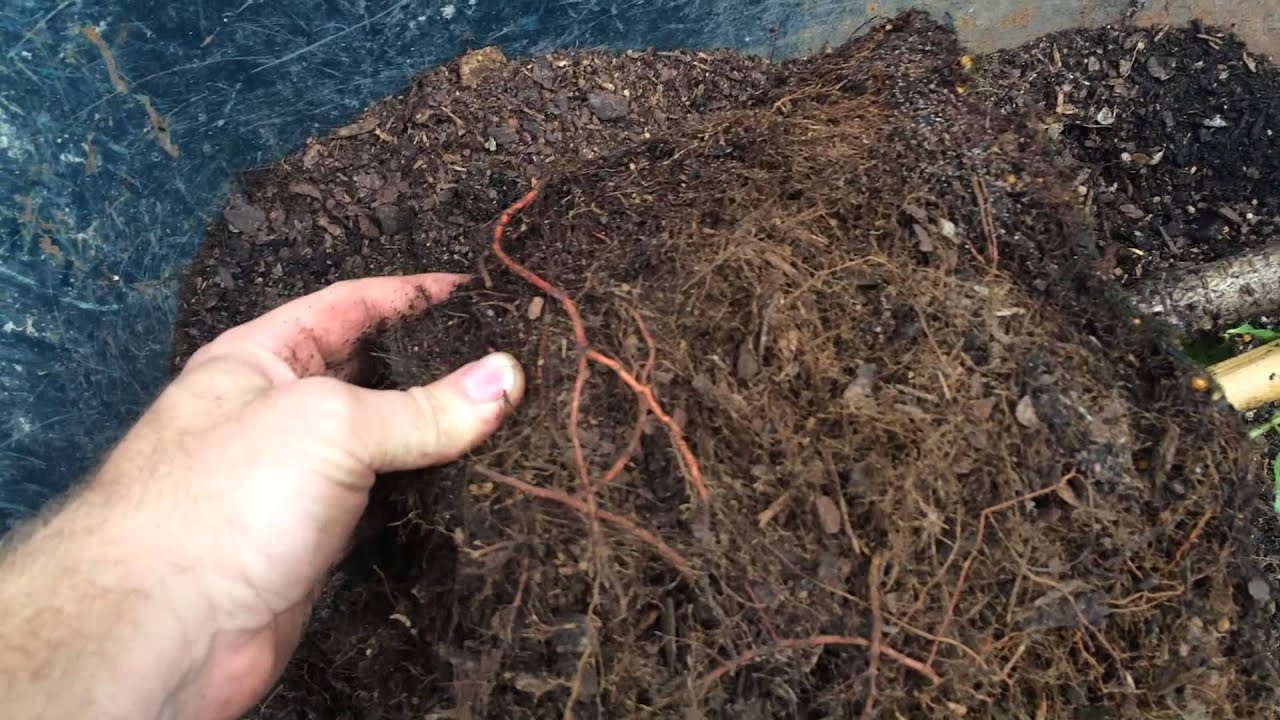 Potting Trees In Root Pouch YouTube Potting Trees In Root Pouch YouTube