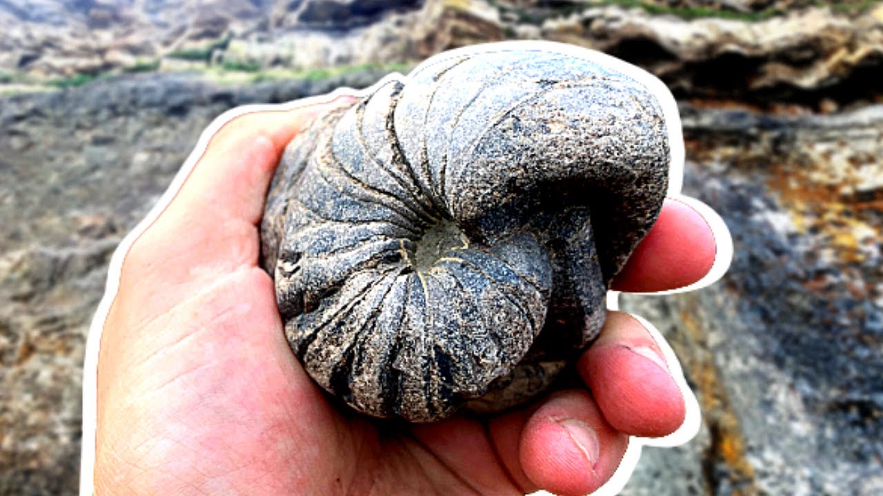 CRAZY FOSSIL HUNT! - Rare Nautilus + Jaw bones - YouTube