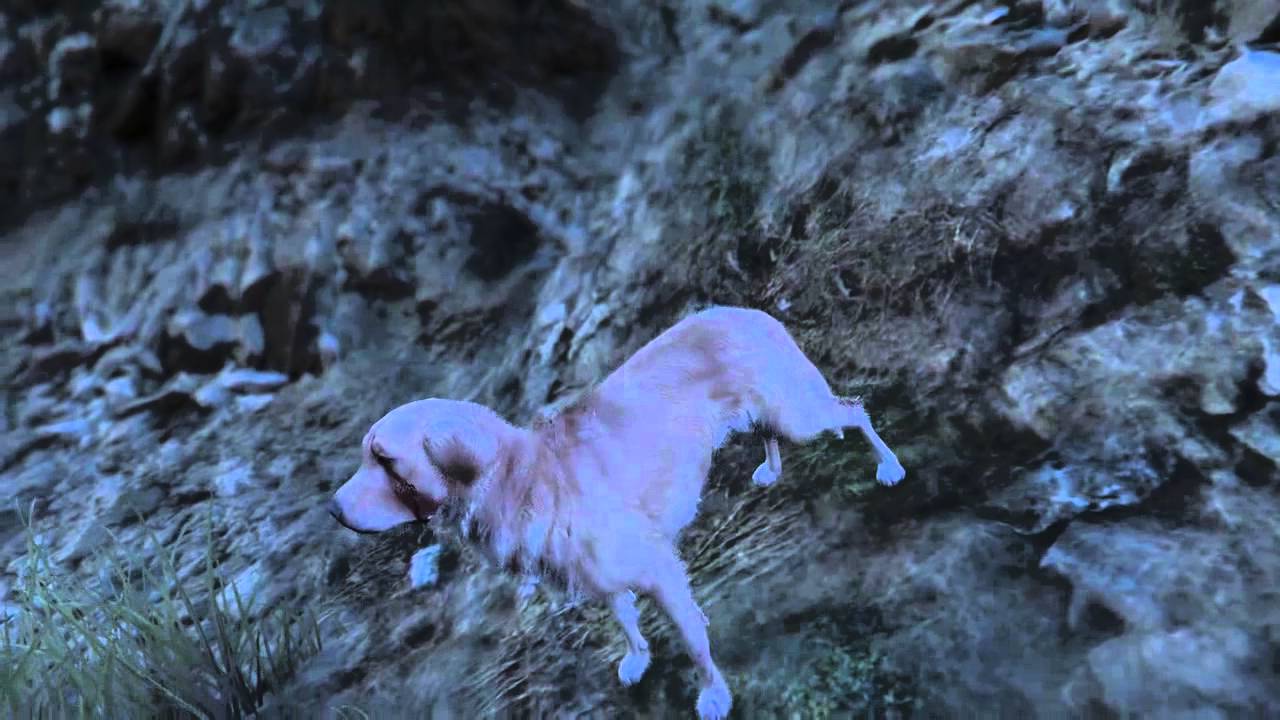 scar face dog - YouTube