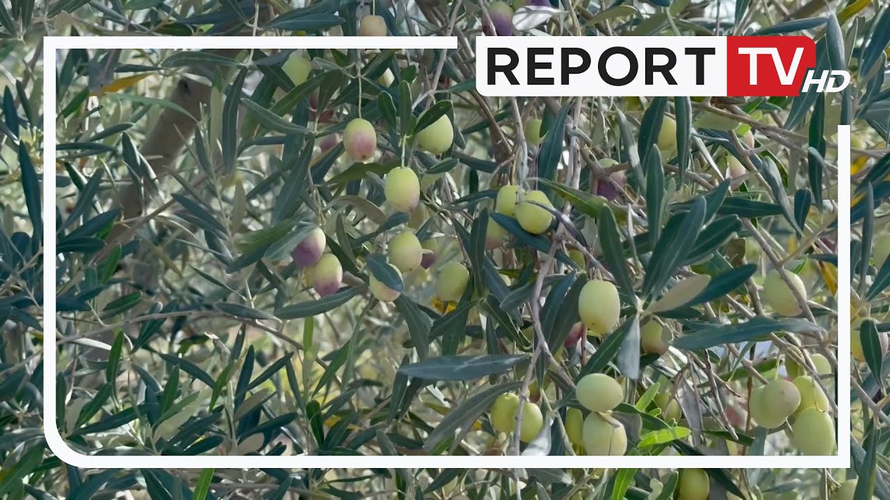 Prodhohet vaji i ri i ullirit në Lezhë, çmimi 600 lekë/litër! Fermerët ...