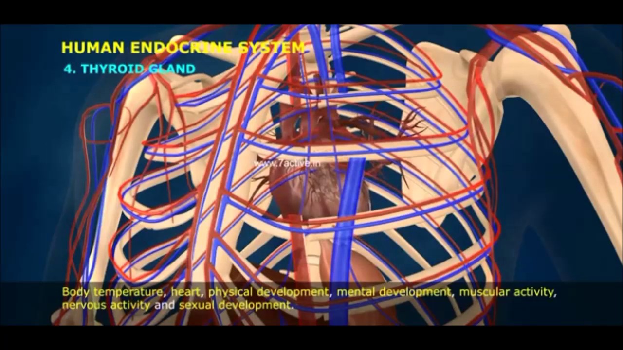 Endocrine system project - YouTube