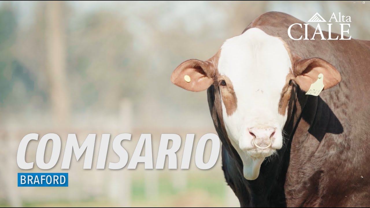 COMISARIO | Braford 🔹 CIALE Alta 🔹 - YouTube