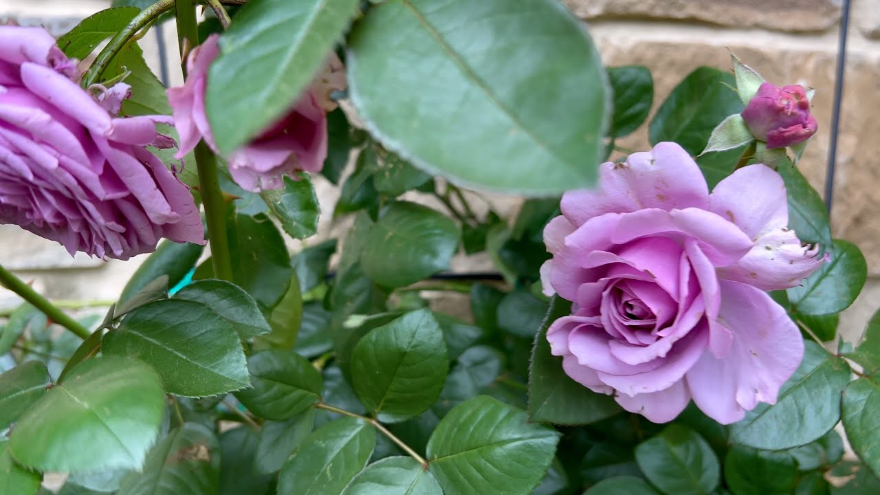 First Roses To Bloom in 2024!! 4K - YouTube