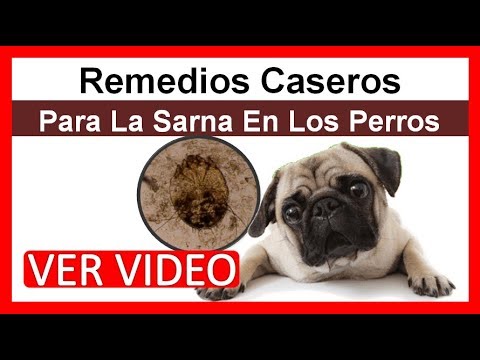 Remedios Caseros Para La Sarna En Los Perros, Como Curar La Sarna En ...