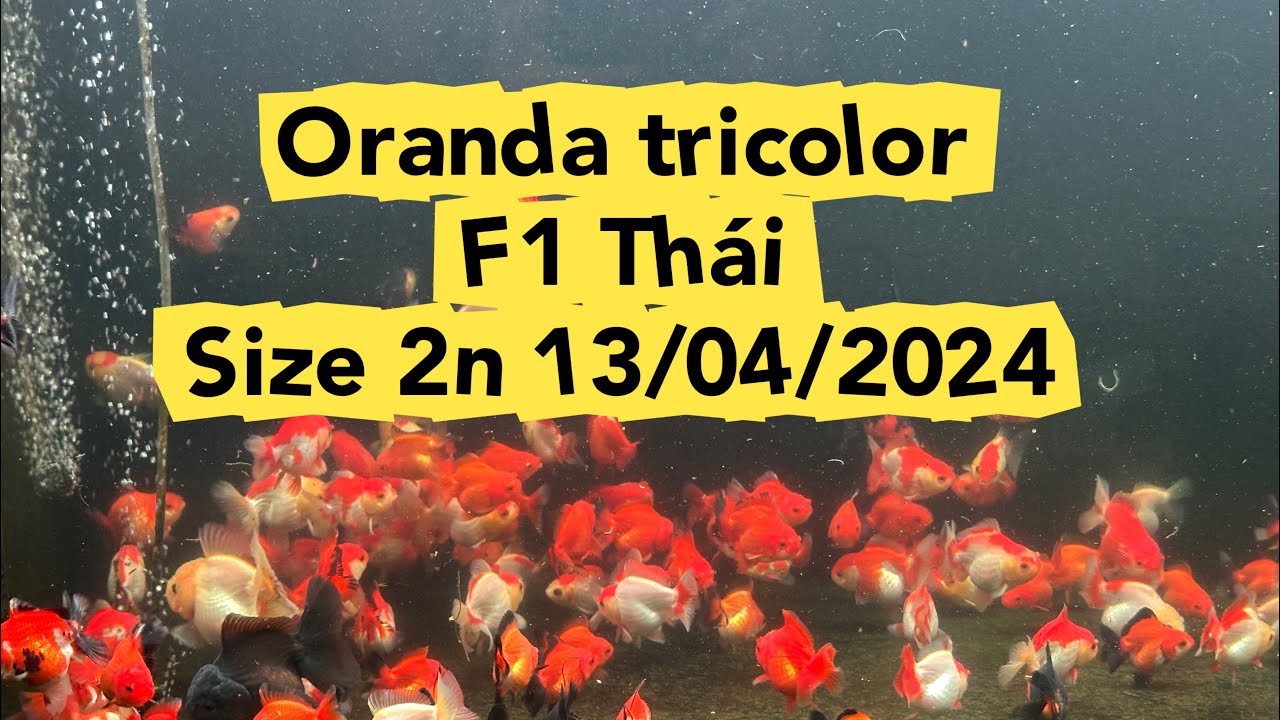 Về tiếp Oranda tricolor mini F1 thái size 2 ngón phục vụ anh em - 13/04 ...