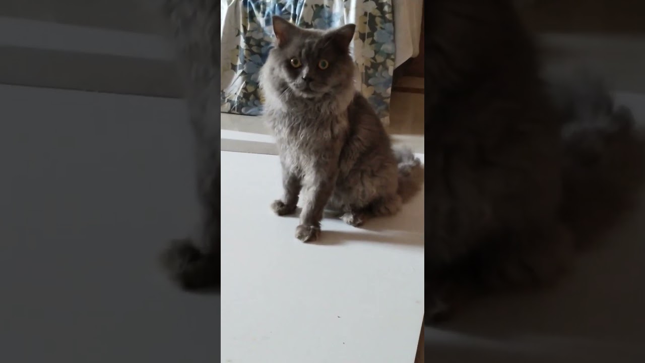 beautiful desi cat - YouTube