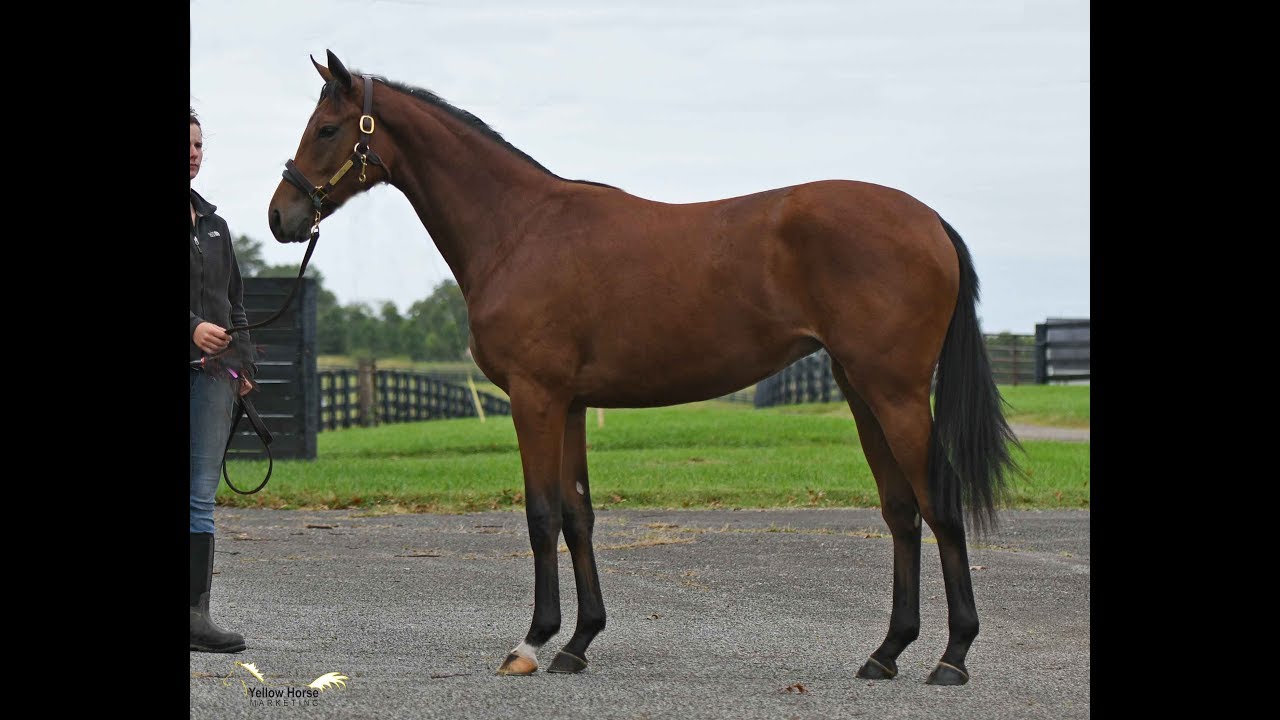 FOR SALE - 2017 Thoroughbred Filly by LEA - YouTube