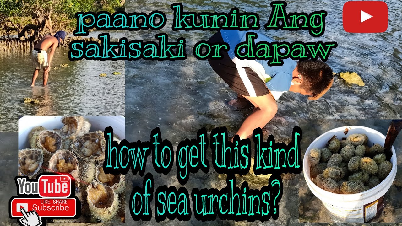 Paano kunin Ang sakisaki or dapaw / seaurhins - YouTube