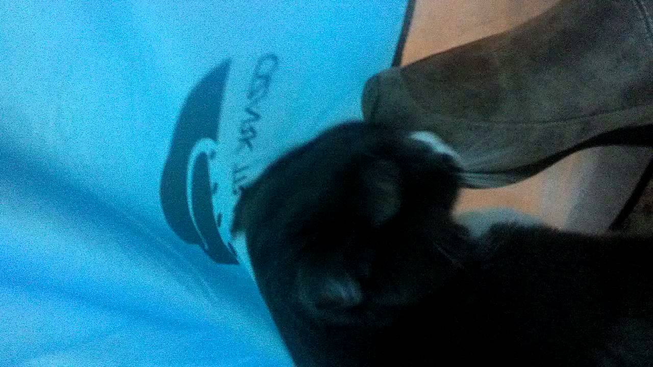 Cat Licking My Girl Friends Boot Youtube