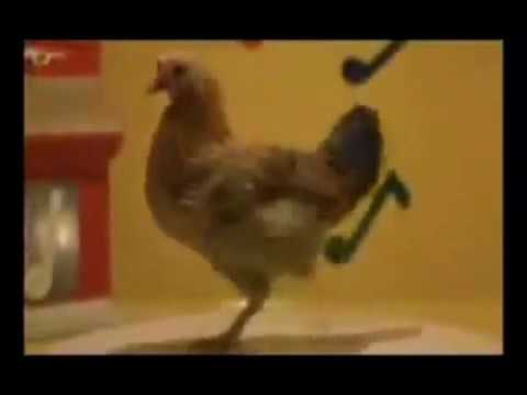 Toyuq reksi