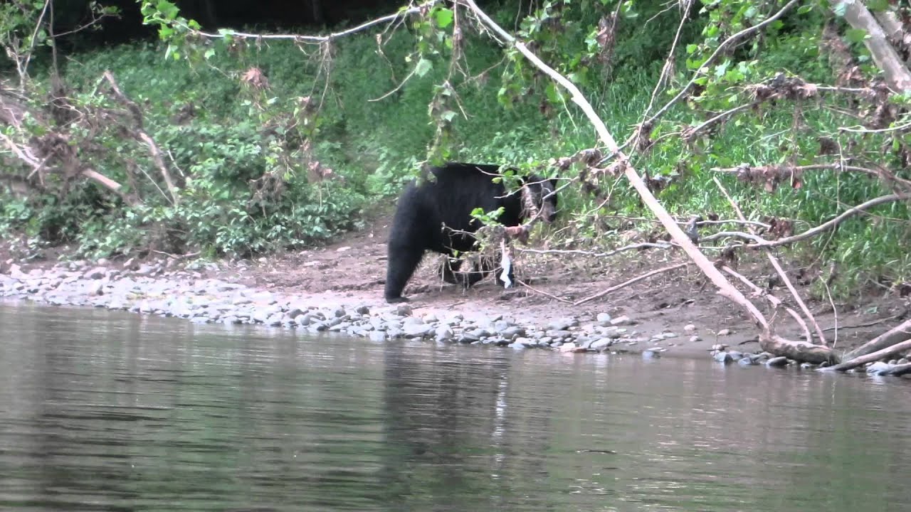 Black Bear Sighting on Delaware River - YouTube