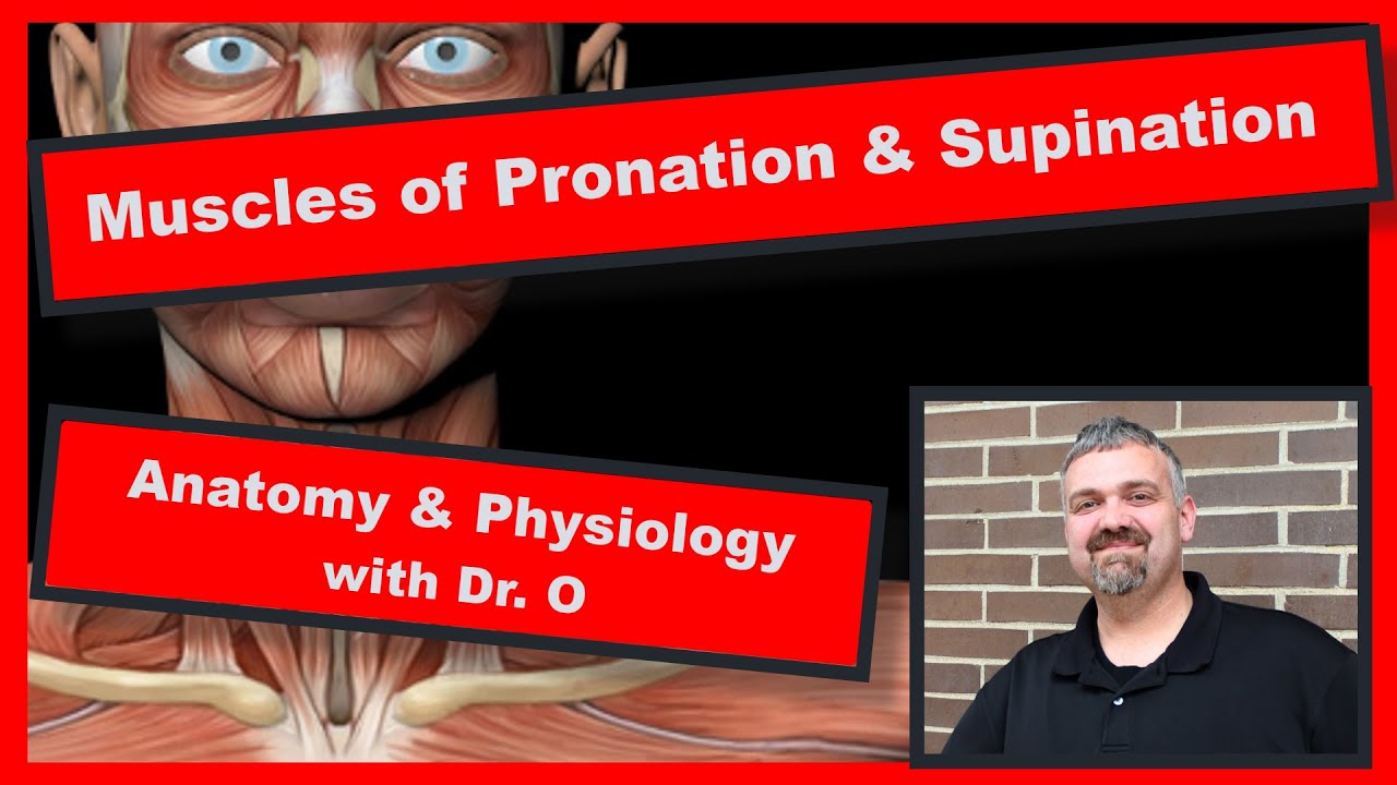 Muscles of Pronation and Supination: Anatomy and Physiology - YouTube