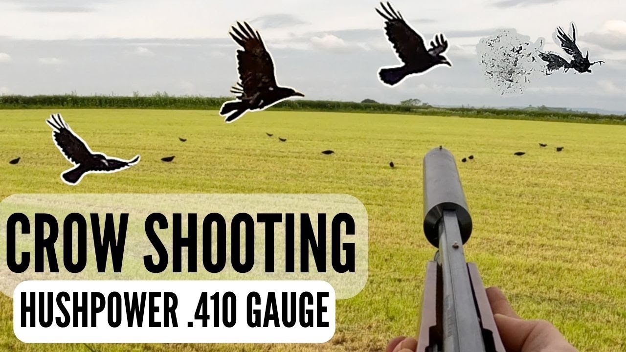 DECOYING CROWS | HUSHPOWER .410 GAUGE SHOTGUN | CROW SHOOTING OVER SECOND CUT | PEST CONTROL ...