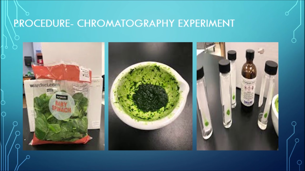 Photosynthesis - STEM SOS PBL Level 2 Project - YouTube