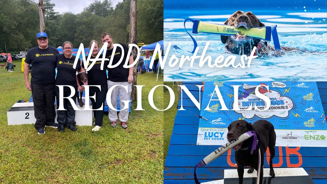 What to Expect at NADD Regionals (Our Honest Experience) - YouTube