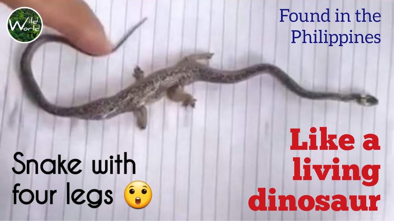 A snake with four legs is found in the Philippines | Like a living ...