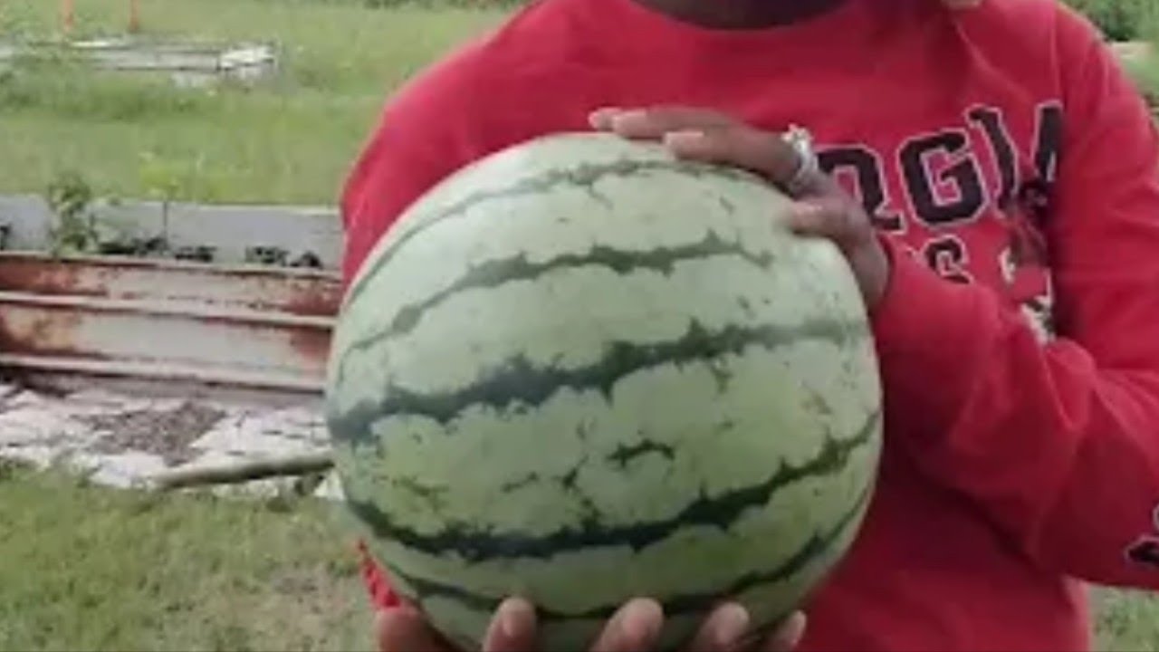 WATERMELONS Will Be EVERYWHERE If This Is Successful! - YouTube