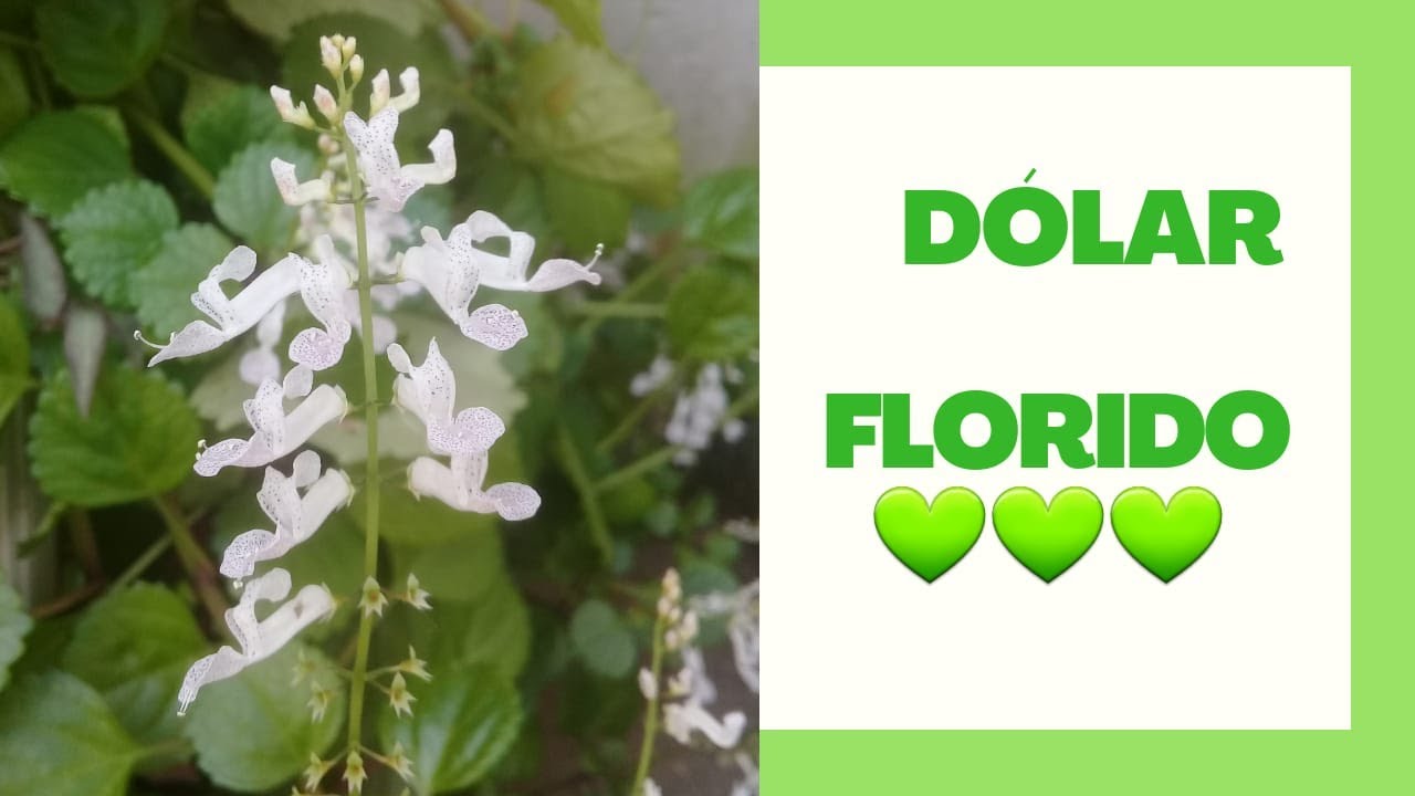 DÓLAR - SUA FLORAÇÃO E DICAS DE CUIDADO - YouTube