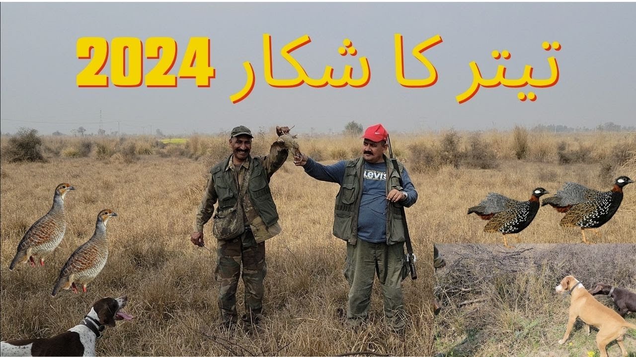 Partridge Teetar Hunting in Azad Kashmir Pakistan 2024 | Teetar ka ...