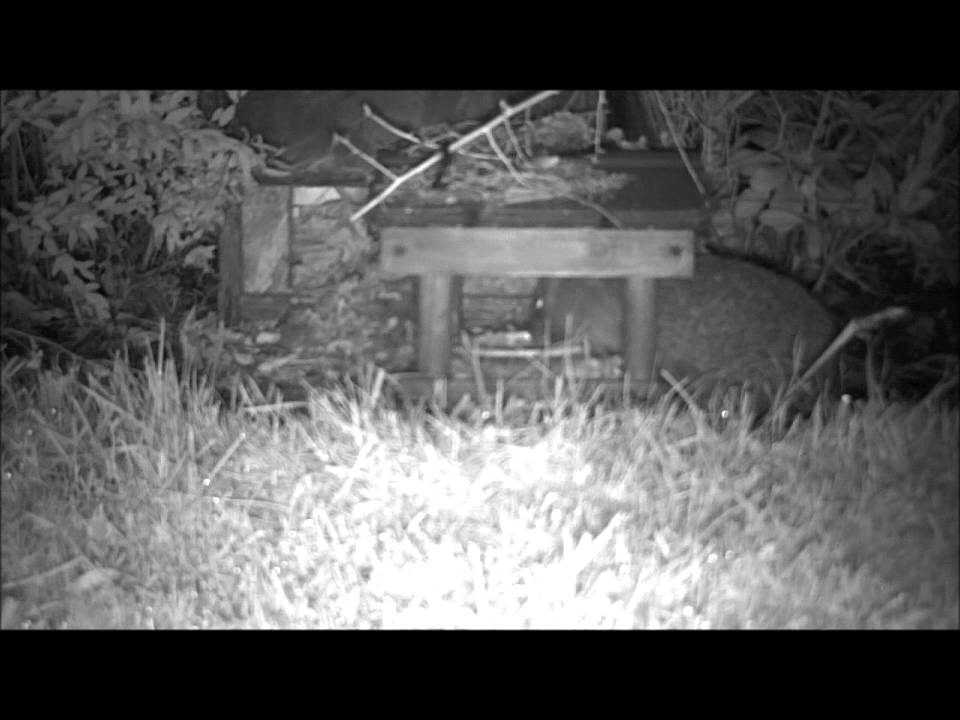 10 5 2015 hedgehog house cam - YouTube