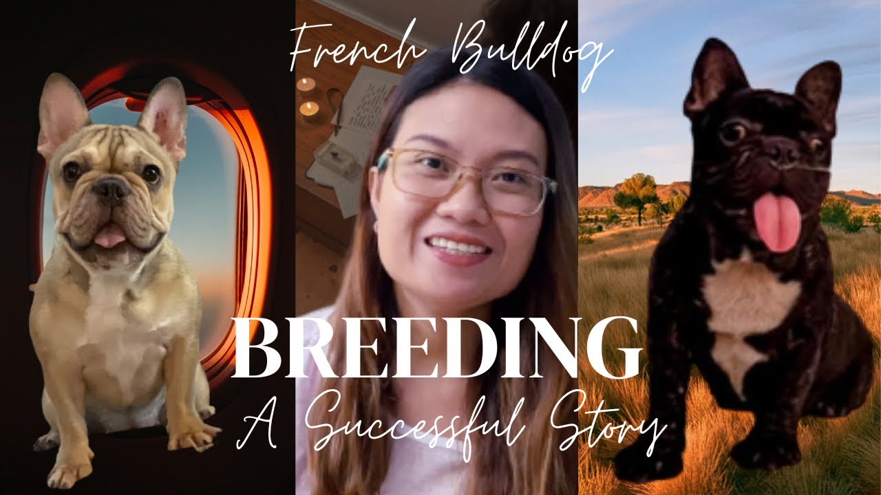 Dogs Breeding Success | Luckvinbullhaus - YouTube