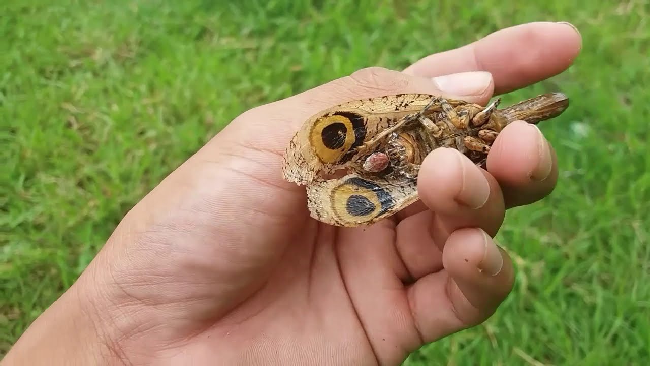 LA MARIPOSA CAIMÁN (Cuco vivora) - YouTube