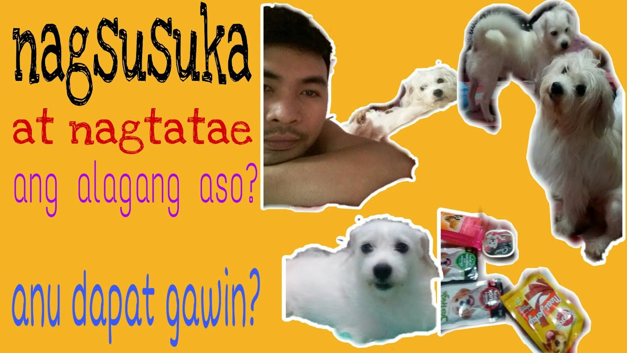 Nag tatae at nag susuka ang alaga natin aso - YouTube