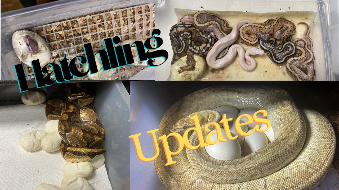 Baby Ball Python Clutch Updates - C01 & C02 & something Special ...