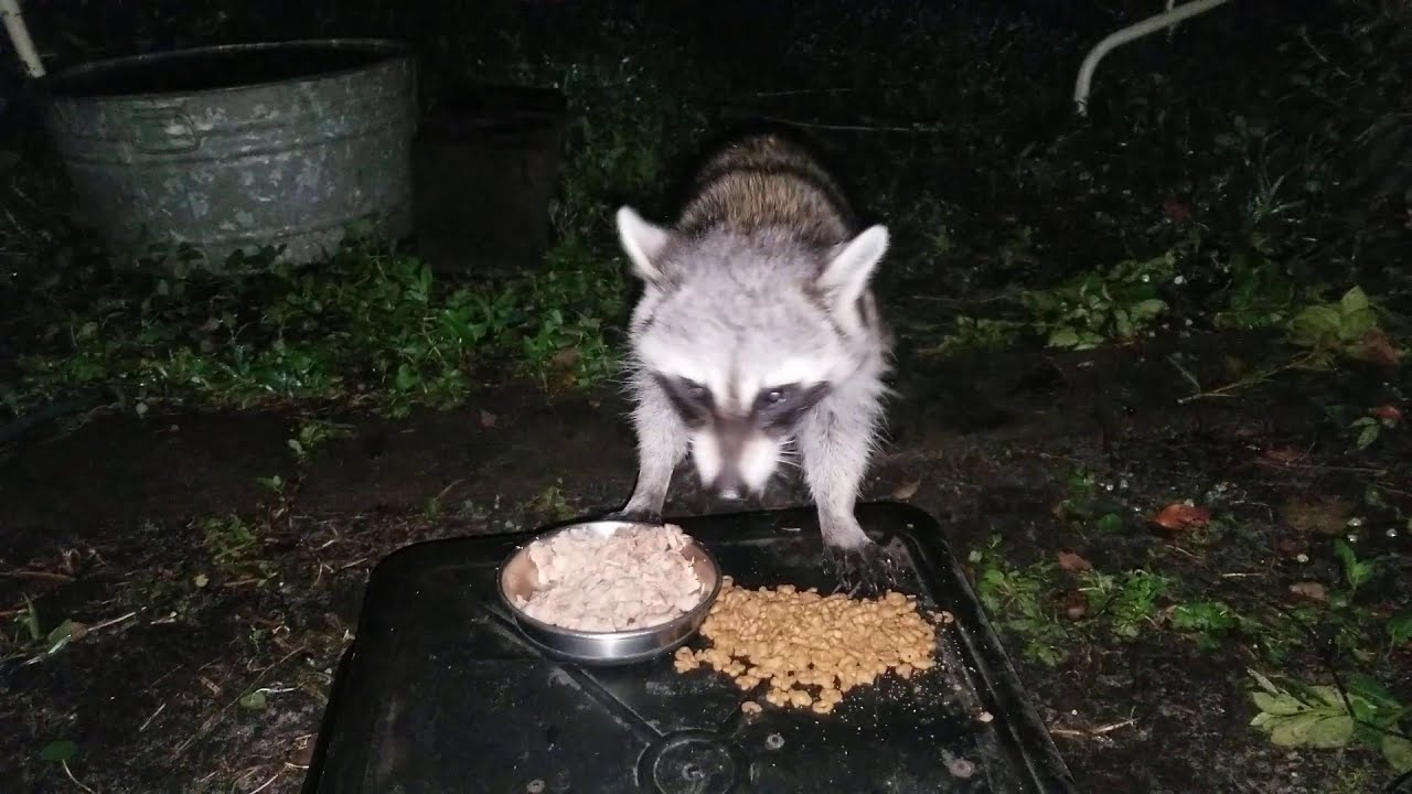 Raccoon Eat some Canned Yellow Fin Tuna Fish - YouTube