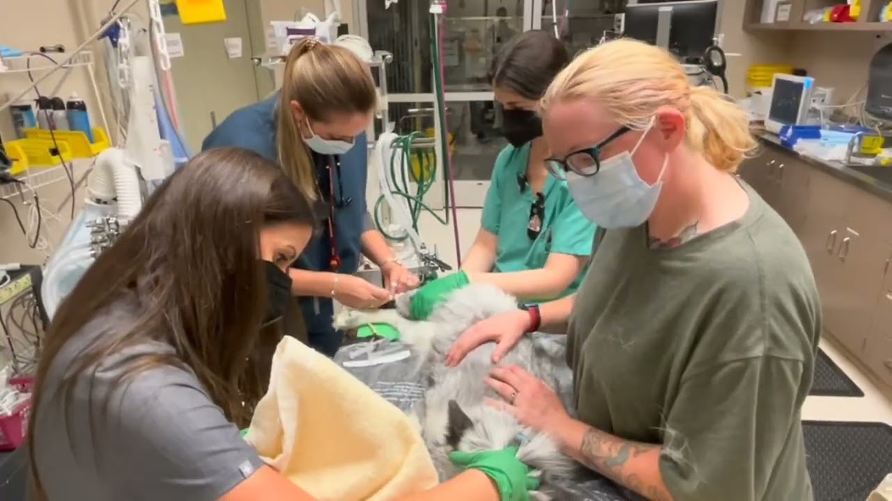 Malachi the fox needs your help! - YouTube