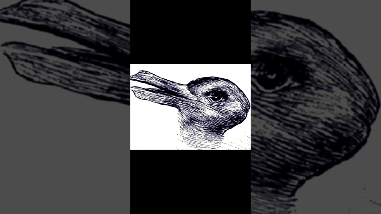 Duck rabbit #illusion - YouTube