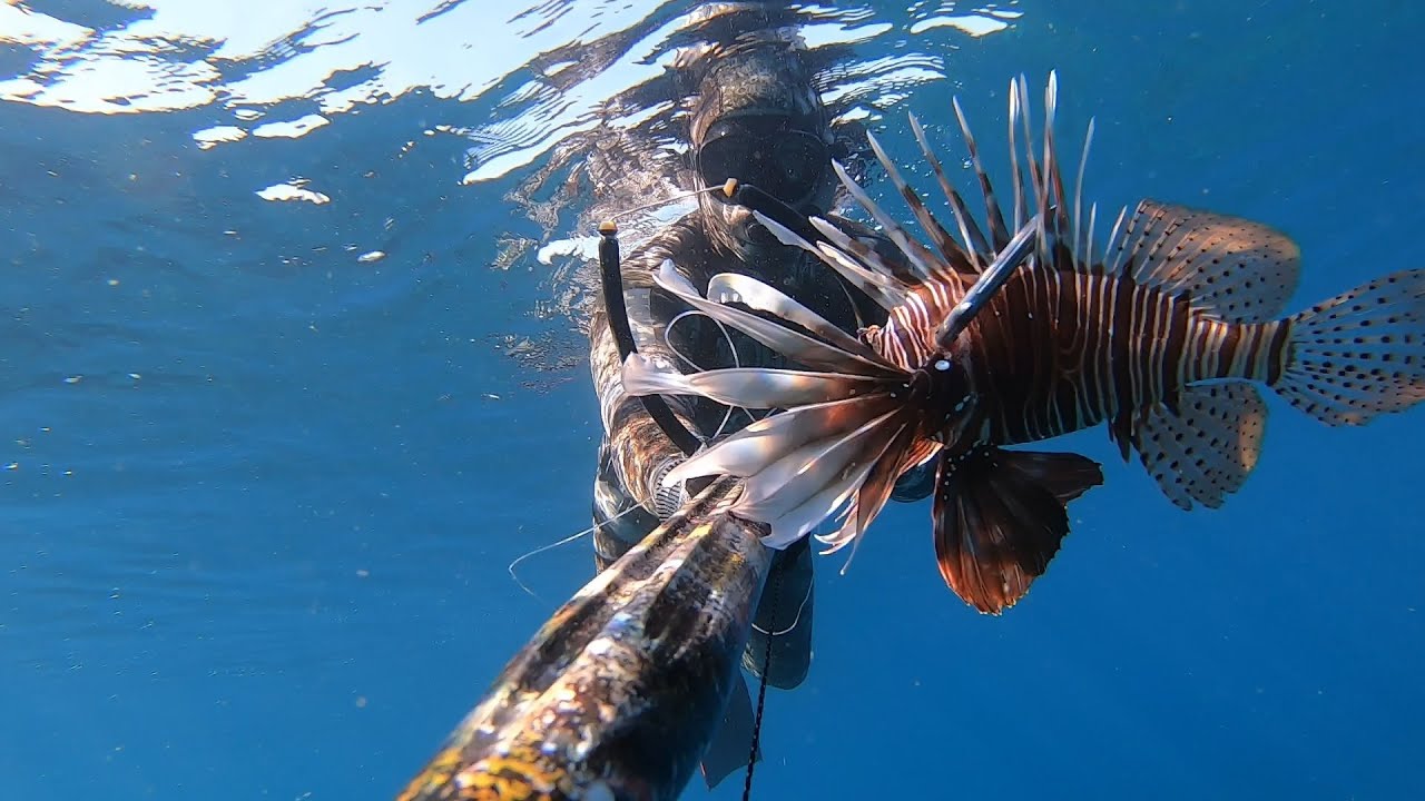 Lionfish Hunt: Spearfishing in Lebanon Part 2 - Episode 15 - YouTube