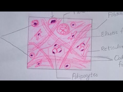 Loose Connective Tissue Drawing