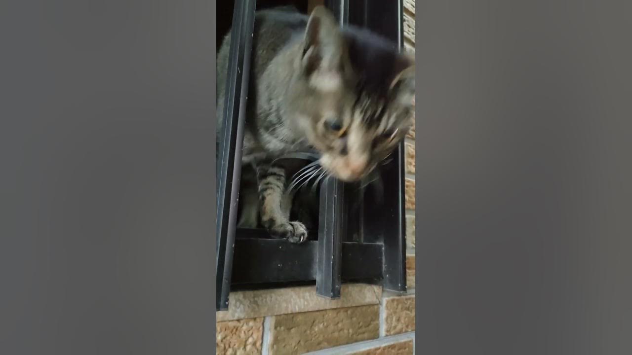 ネコ🐈 - YouTube