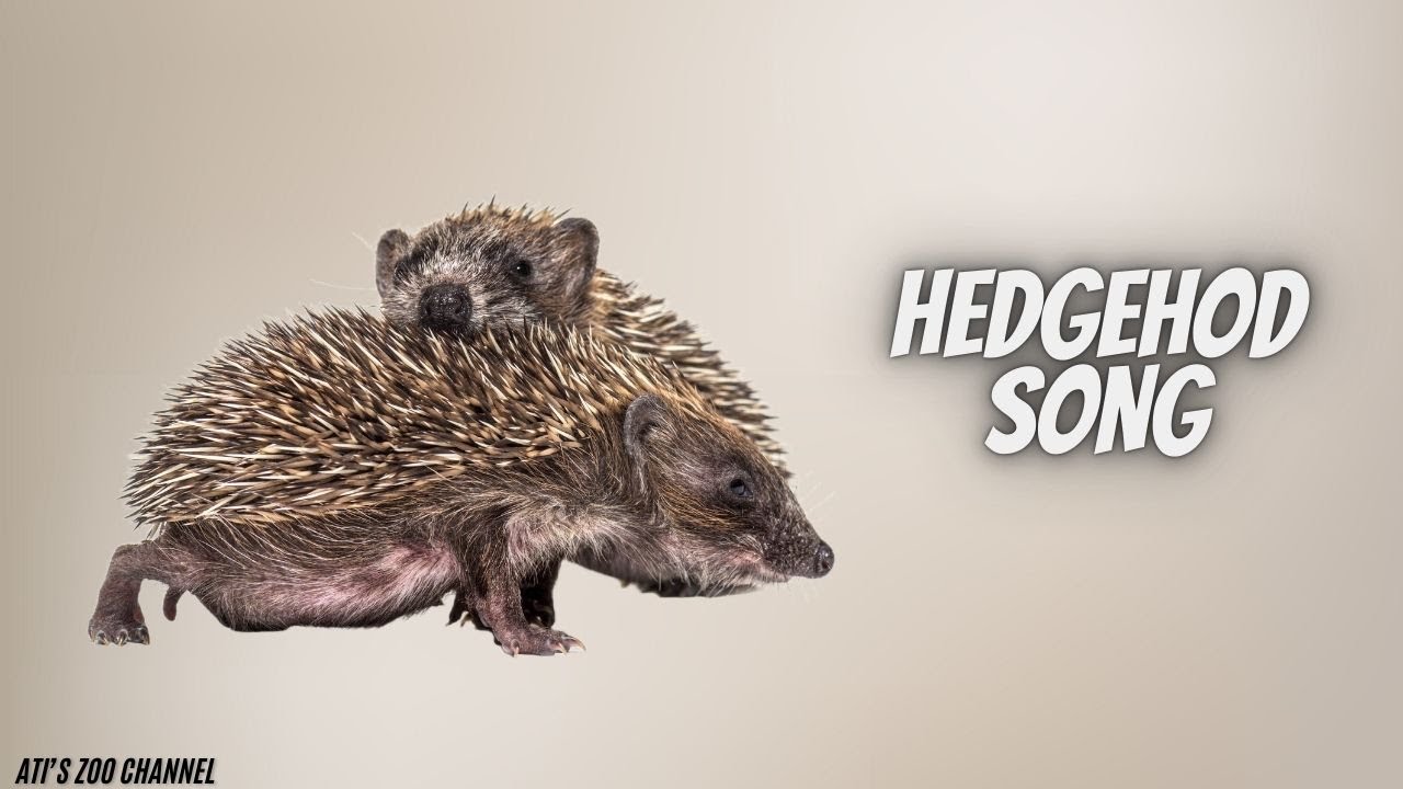 Hedgehog - YouTube