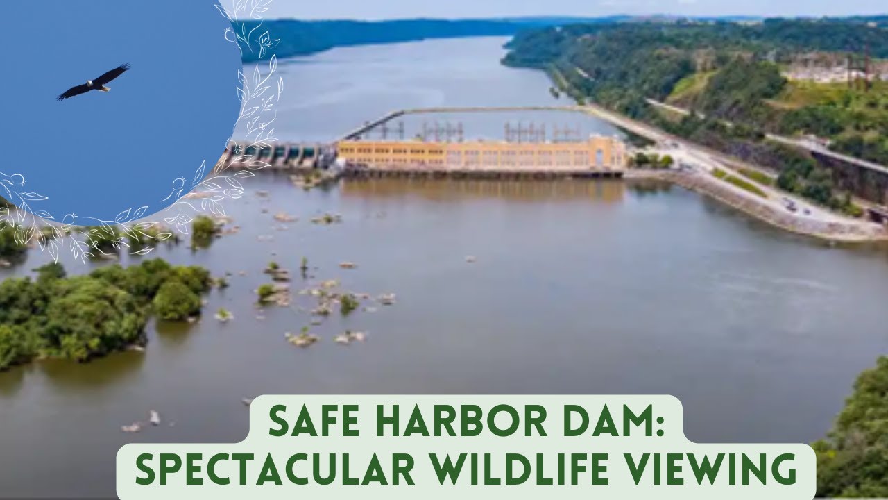 Spectacular Bird’s-Eye View: Hiking and Nature Along the Safe Harbor ...