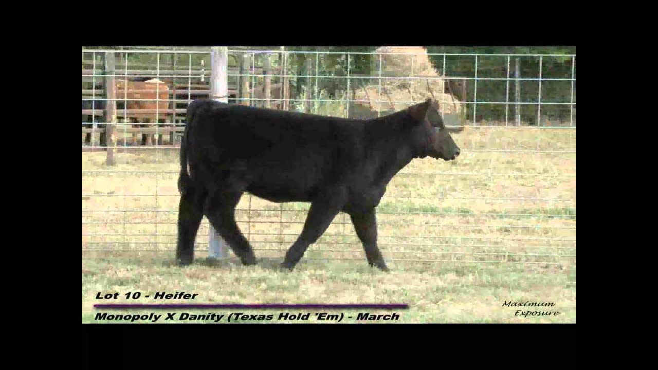 Miller Cattle Co., Source for Success Tag 10 - YouTube