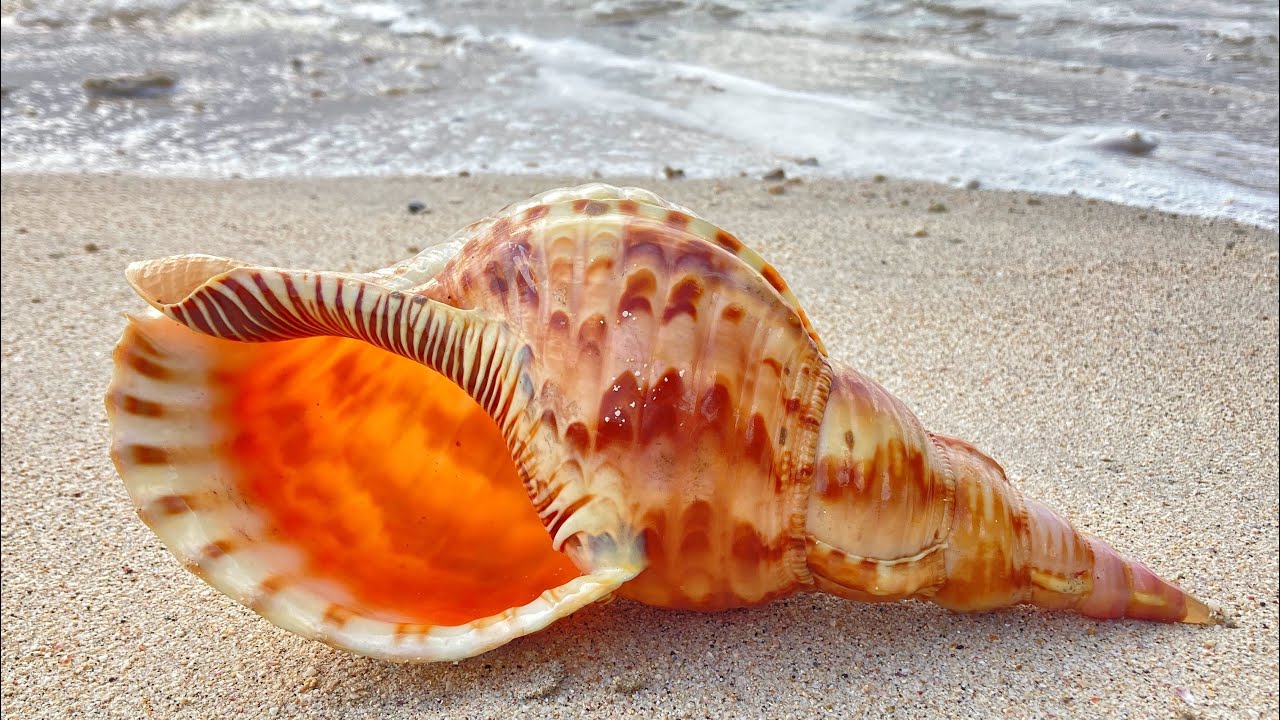 Triton Shell (The Ranellidae) Triton’s Trumpet by Kharisma Kerang ...