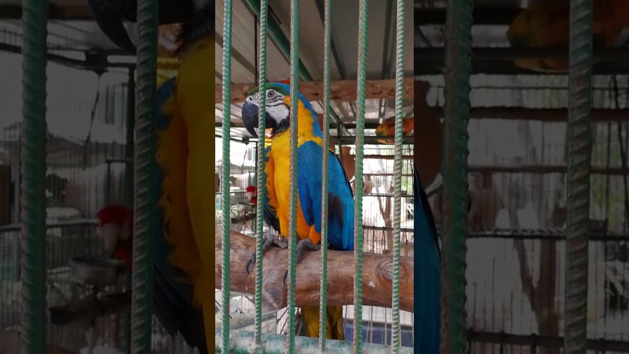 Parrots at Al Noman Naman Zoo Barka Oman 21.09.2017 ببغاءات حديقة ...
