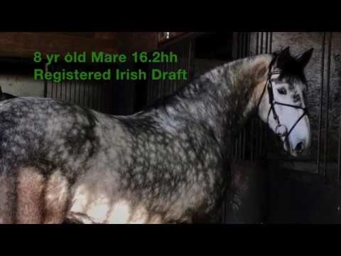 16.2h 8yr old Irish Draught Mare - YouTube