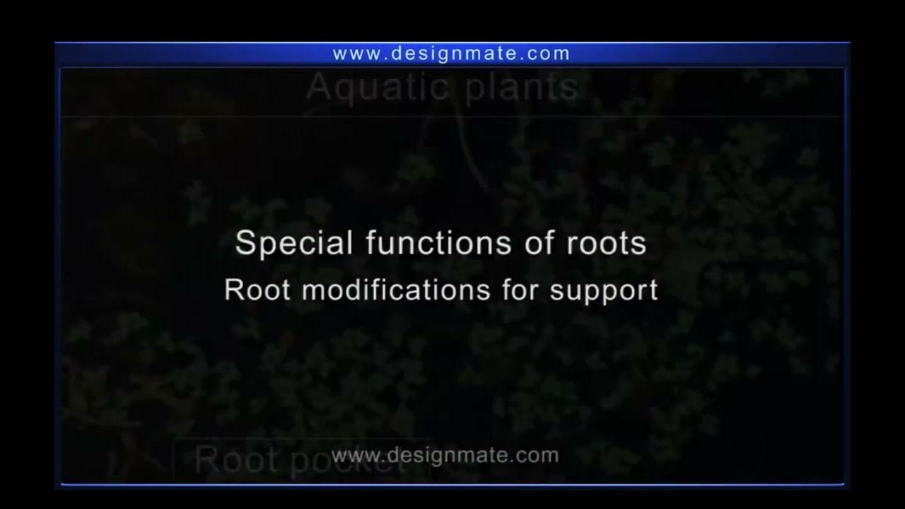 Root system Functions and modifications - YouTube