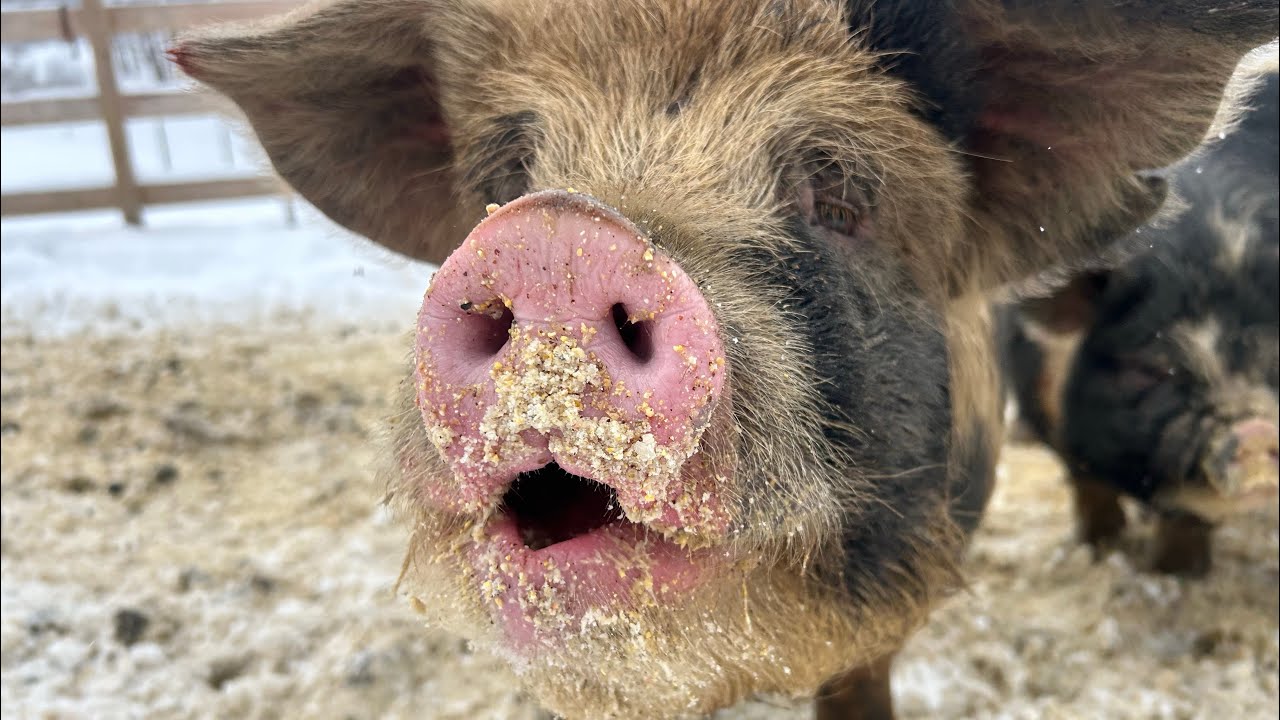 SUNDAY SMOKE SHOW AND EXPENSIVE PIGS! - YouTube