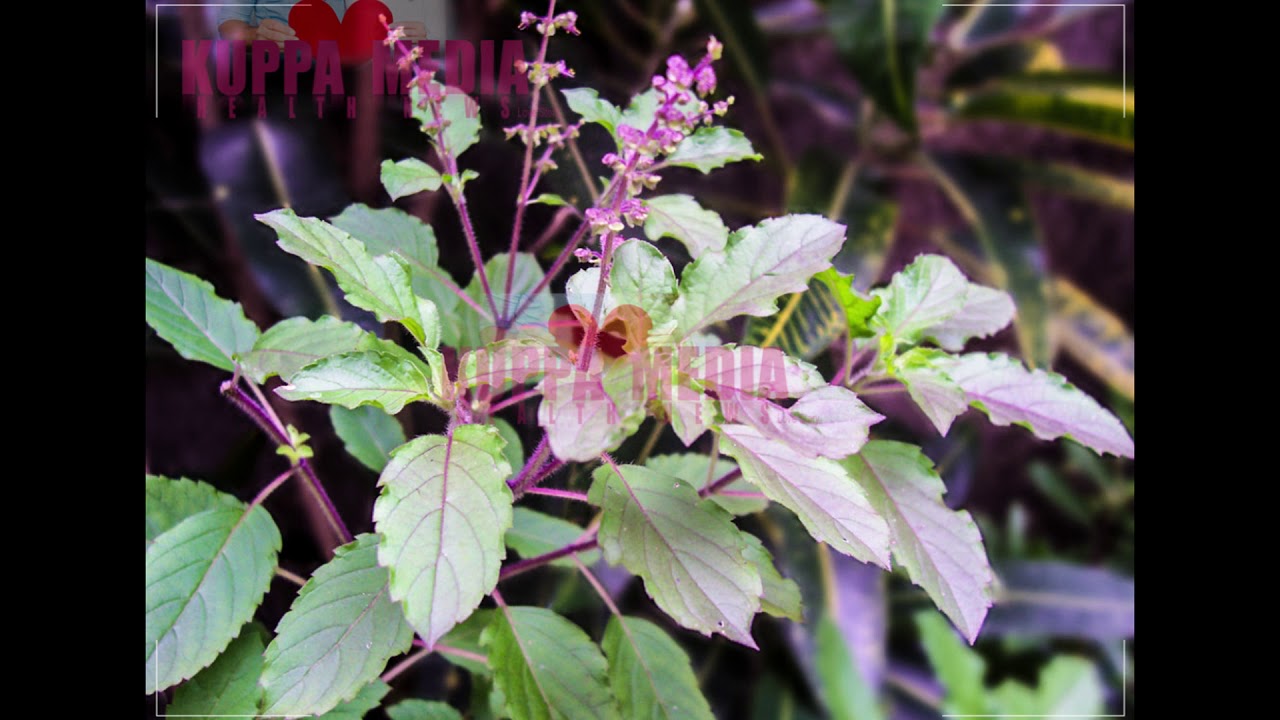 Thulasi | തുളസി | Thulasi | KrishnaThulasi - YouTube