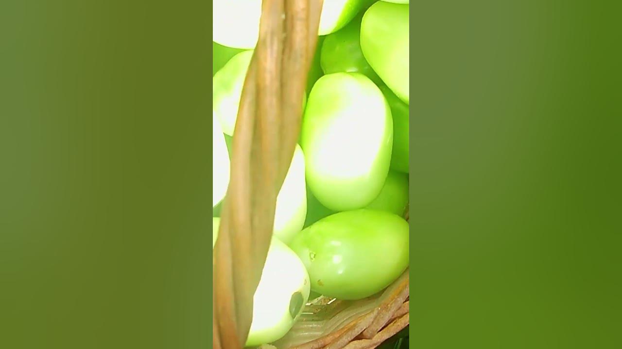 Лето в деревне на Селигере.Чудо парник. #сад #селигер - YouTube