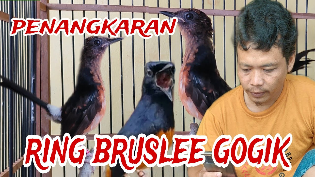 PENANGKARAN BRUSLEE GOGIK TROTOL USIA MUDA SUDAH GACOR,NYATA MENTAL ...