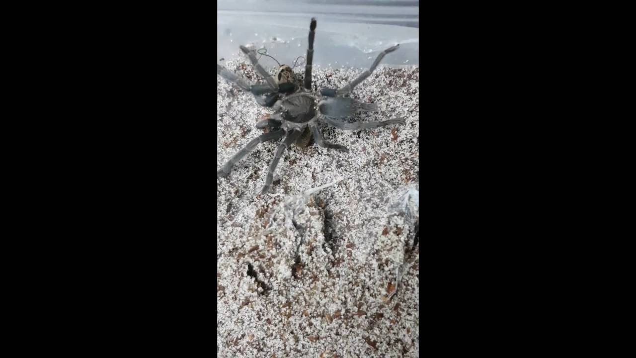 Tarantula feeding Australia's Phlogius Crassipies "Kuttabul" - YouTube