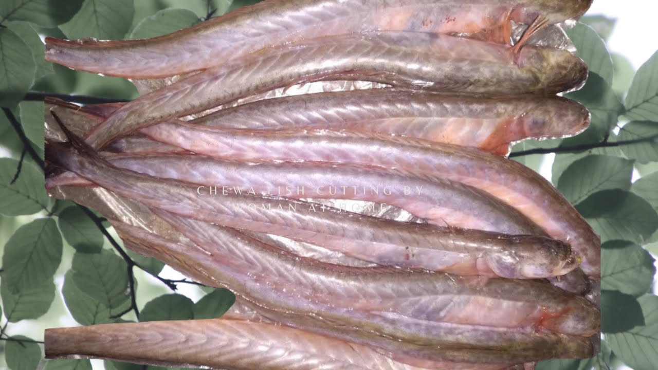 How to Incredible Fast *Chewa Fish Cutting* -Fish cutting - YouTube