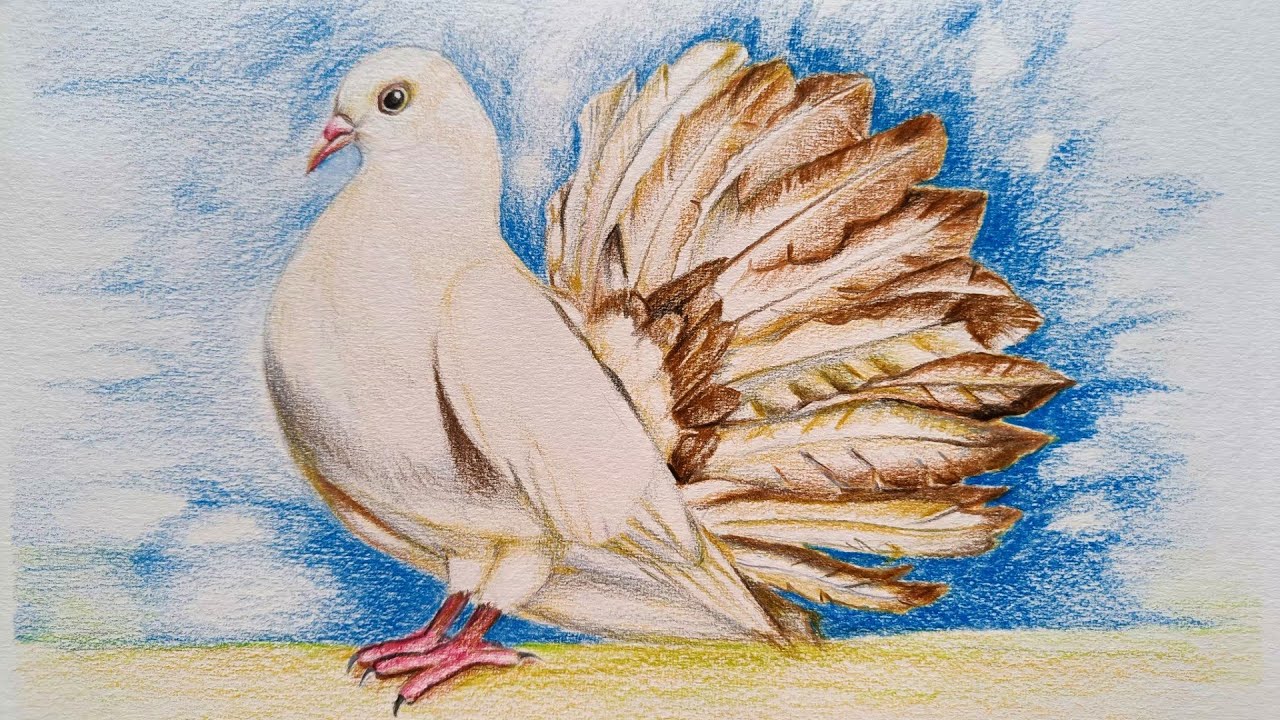 Pigeon Drawing || Using Colour Pencil || Colour Pencil Drawing ll Bird ...