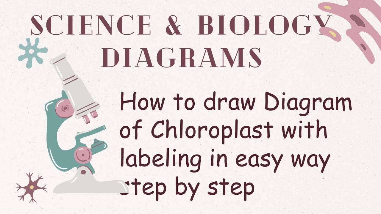 Learn How to draw Diagram of Chloroplast with labeling in easy way step ...